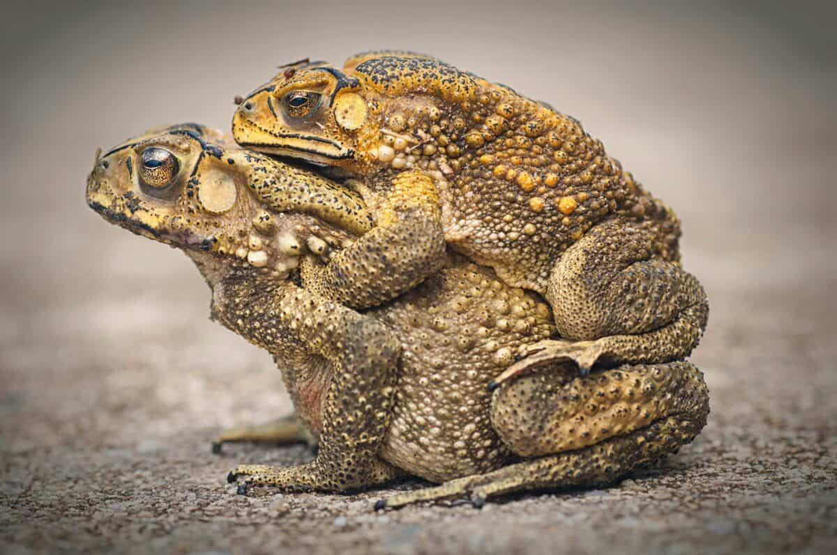 National Park Service ber turister att sluta slicka på paddor i ...